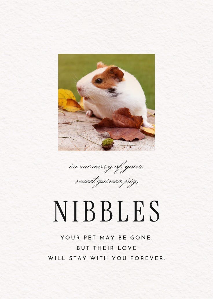 Alpha Vibes - Loss Of Pet Card (Free) | Greetings Island