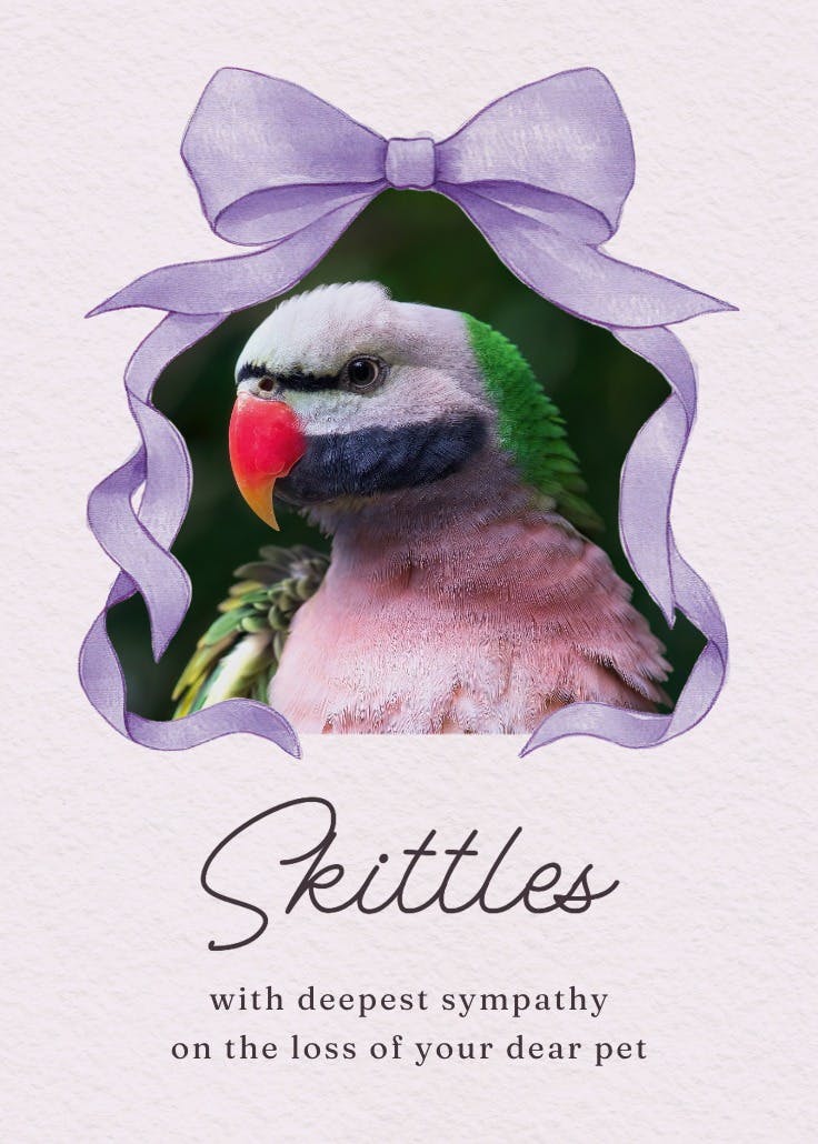 Ballerina Bow Photo - Tarjeta De Pérdida De Una Mascota | Greetings Island