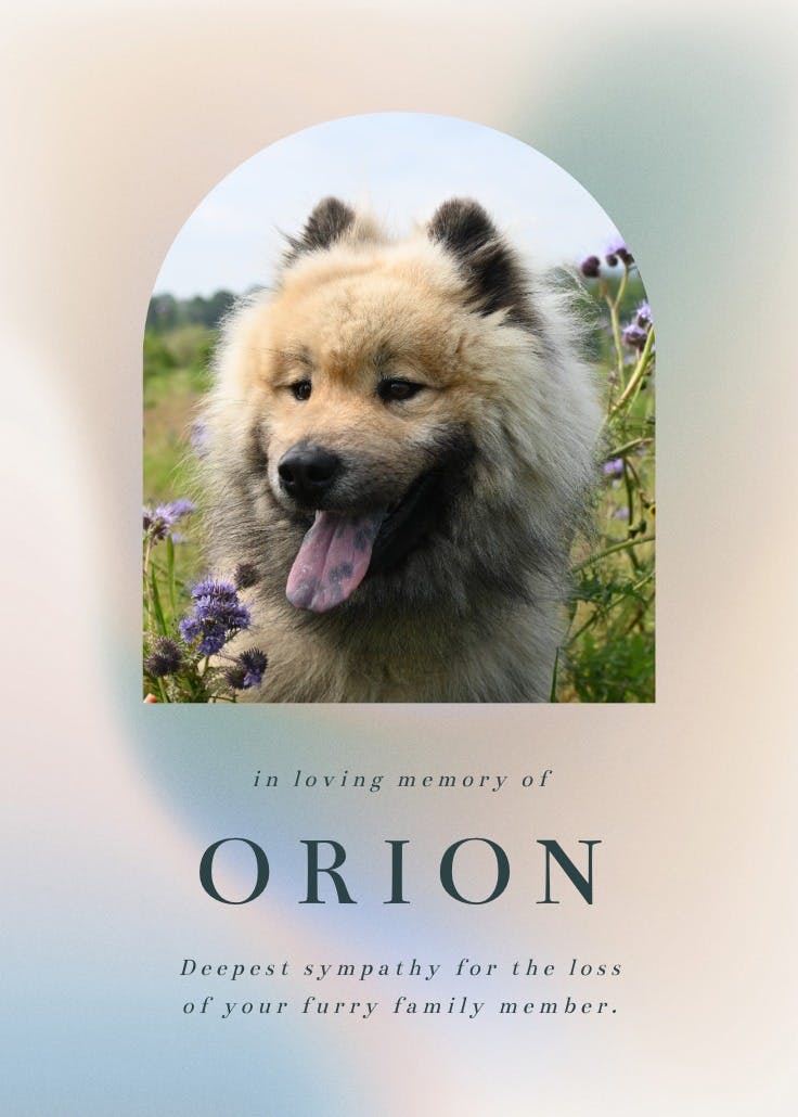 Empathy Frame - Loss Of Pet Card | Greetings Island